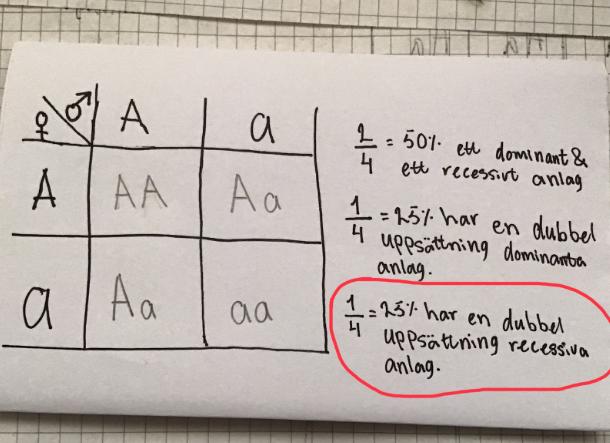 Hjälp med genetik (Biologi/Grundskola) – Pluggakuten