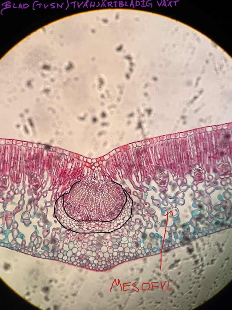 Bladnerv? Eller vad är det för ngt? (Biologi/Universitet) – Pluggakuten
