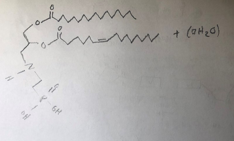 Fosfolipider (Kemi/Kemi 2) – Pluggakuten