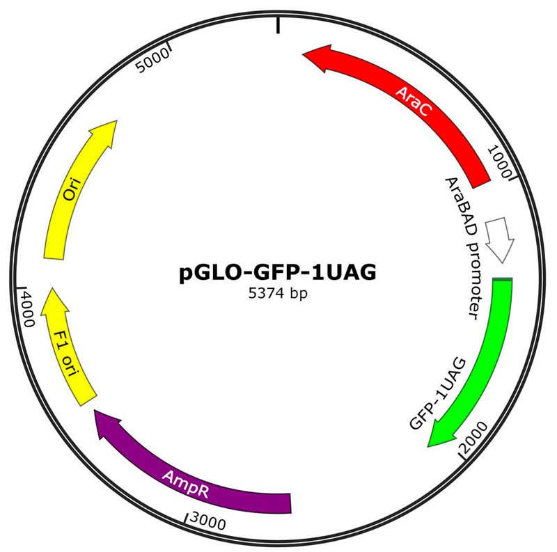 Arabinos-operon (Biologi/Universitet) – Pluggakuten