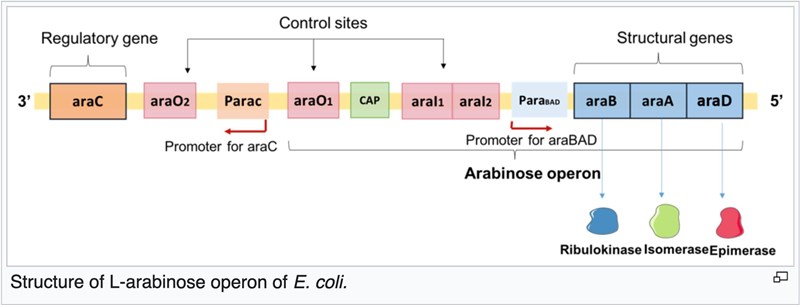 Arabinos-operon (Biologi/Universitet) – Pluggakuten