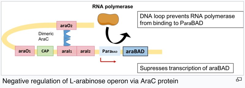 Arabinos-operon (Biologi/Universitet) – Pluggakuten