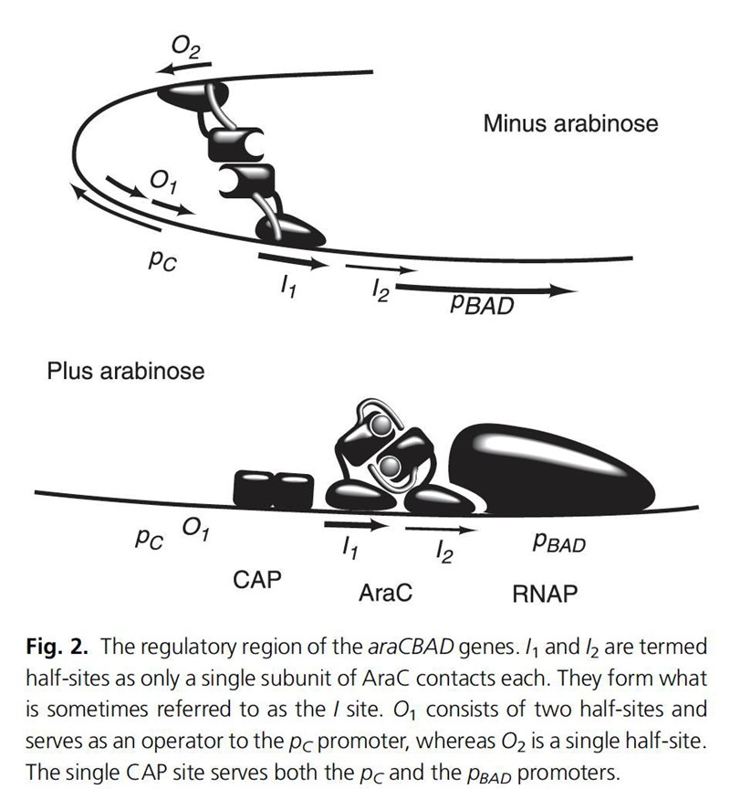 Arabinos-operon (Biologi/Universitet) – Pluggakuten