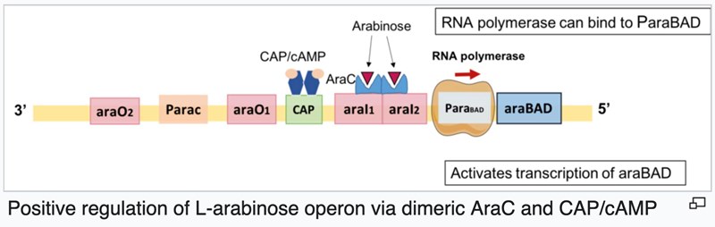 Arabinos-operon (Biologi/Universitet) – Pluggakuten