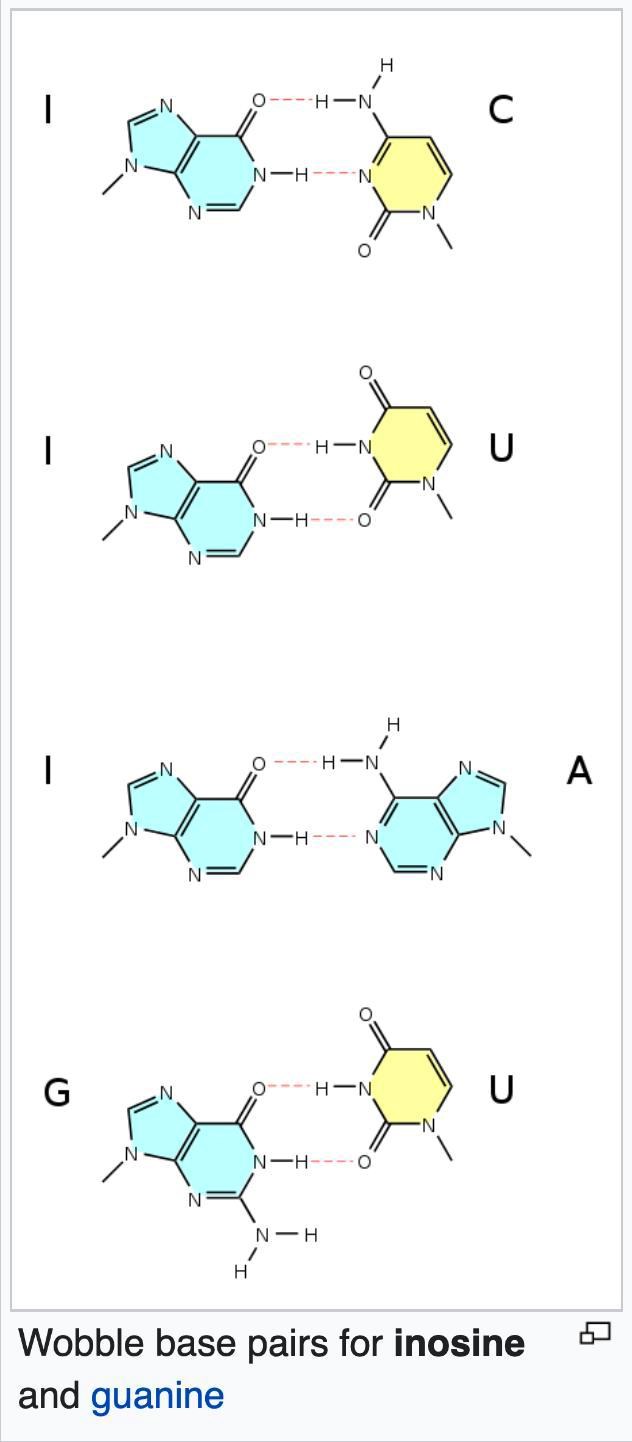 Inosin(e) (Biologi/Biologi 1) – Pluggakuten