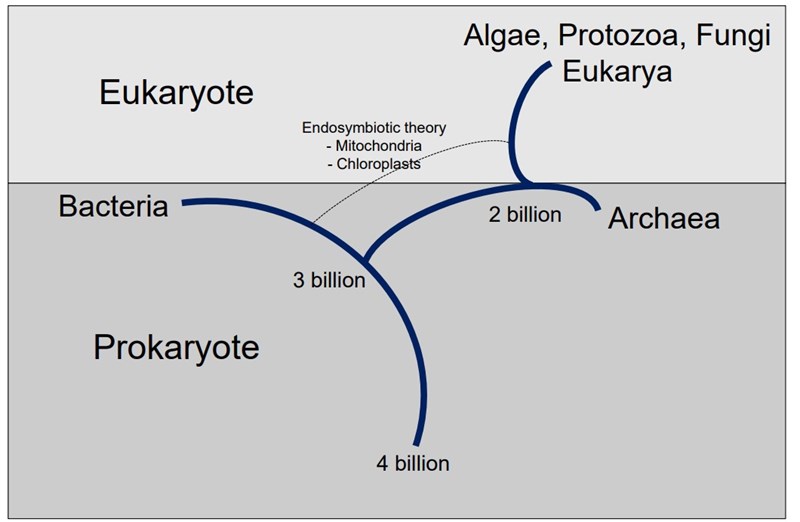 De tre domänerna (Biologi/Universitet) – Pluggakuten