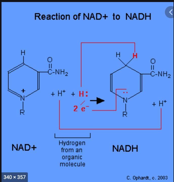 NAD+ -> NADH (Kemi/Universitet) – Pluggakuten