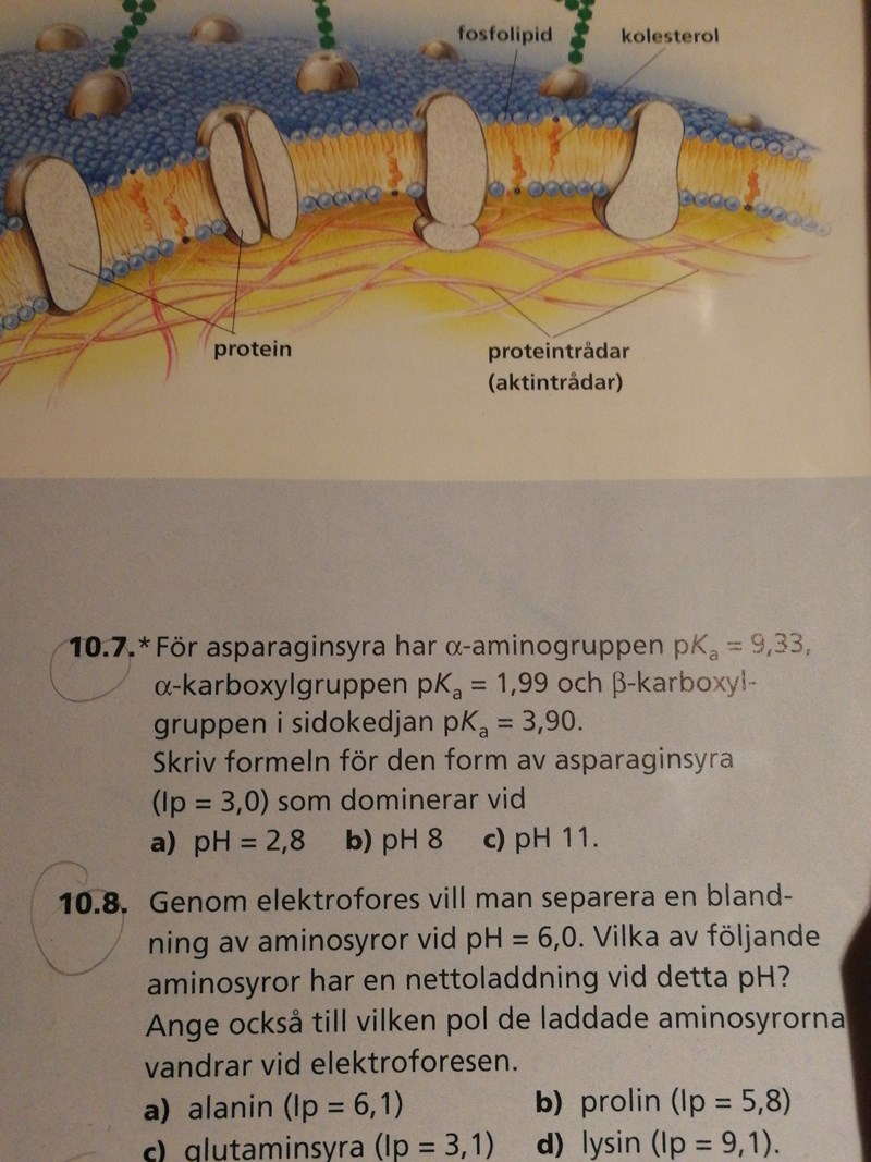 Biokemi (Kemi/Kemi 2) – Pluggakuten