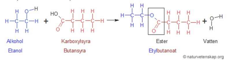 Estrar (Kemi/Kemi 2) – Pluggakuten