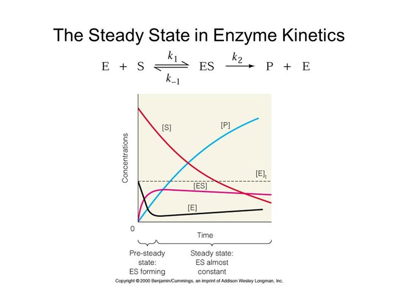 Dissociationskonstant - enzym substrat komplex (Kemi/Universitet ...